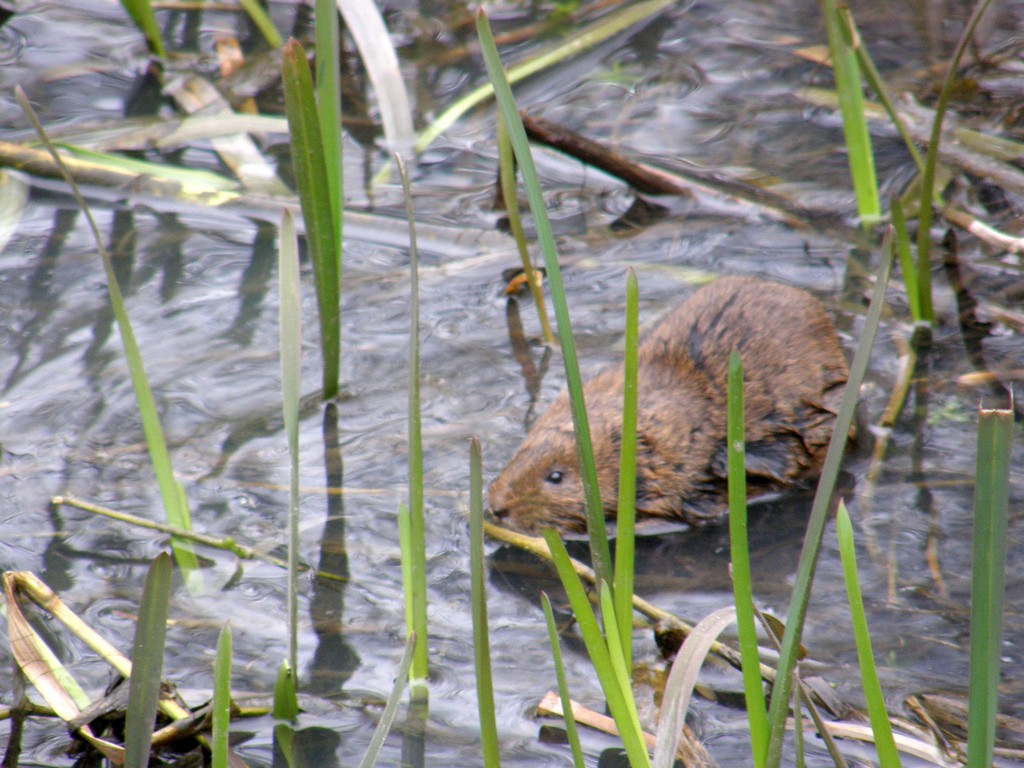Water Voles | Barrett Environmental Ltd